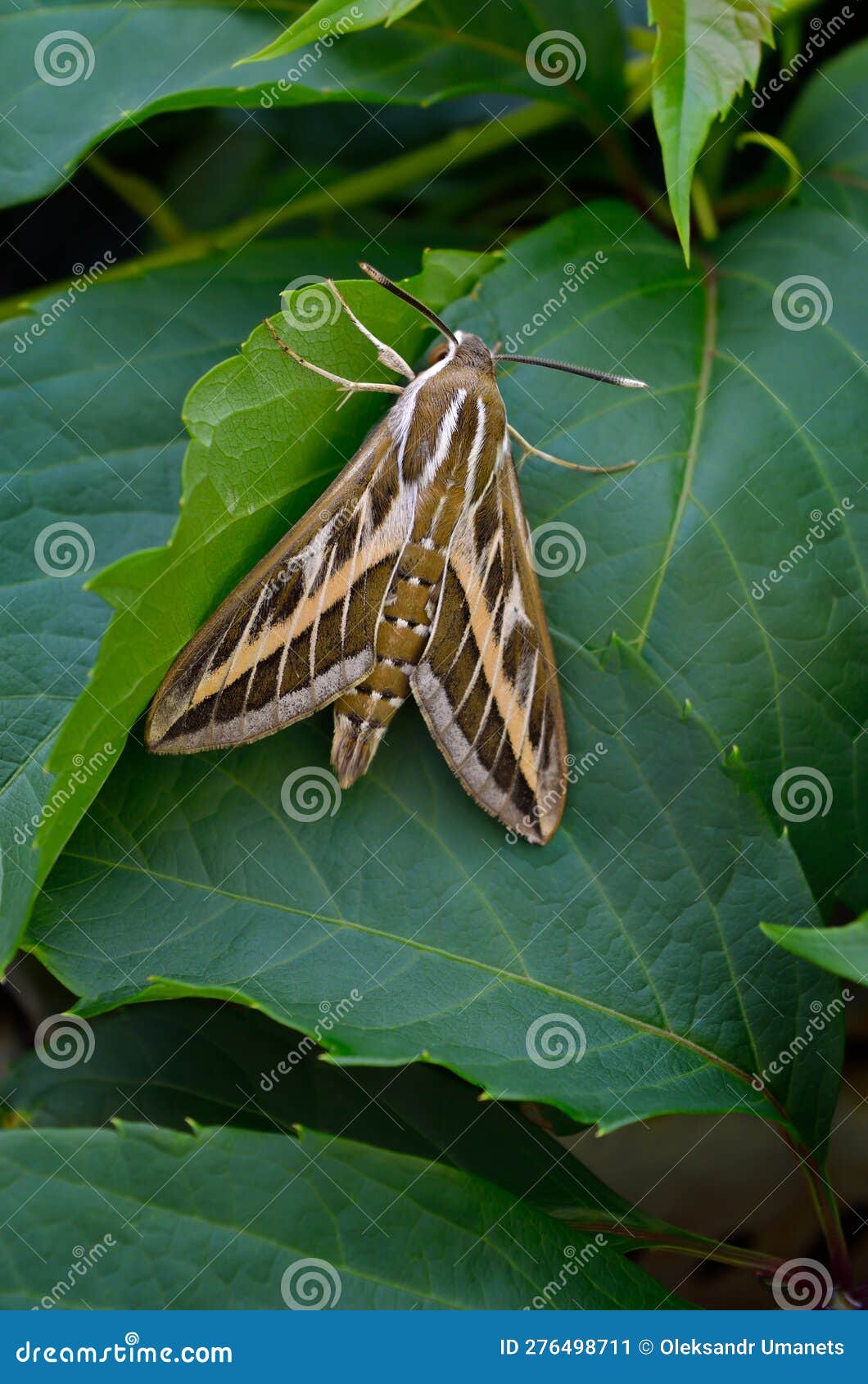 Big Butterfly Bedstraw Hawk-moth, Galium Sphinx Among Green Leaves ...