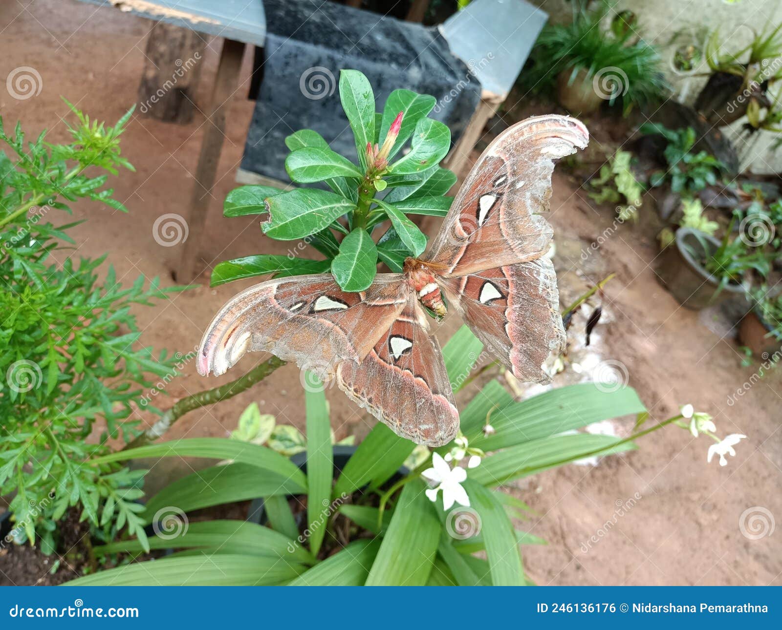 A big butterfly stock photo. Image of jungle, tree, wildlife - 246136176