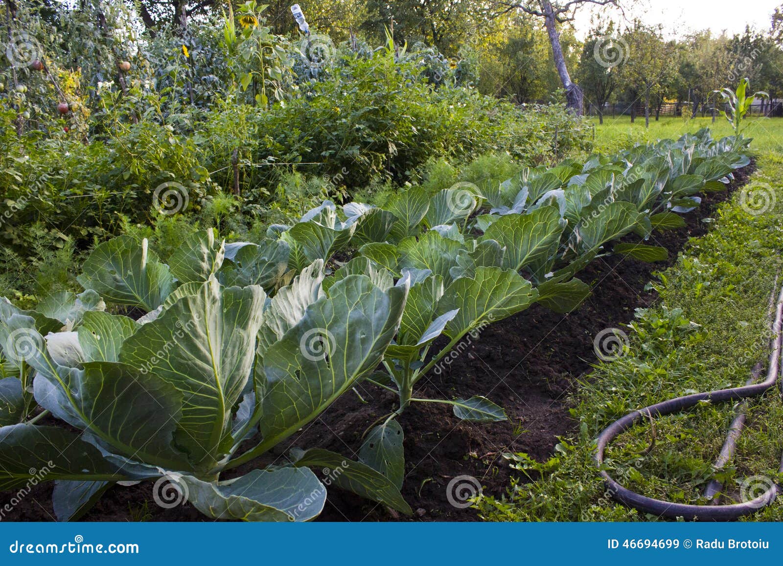 Big cabbage stock image. Image of garden, outdoor, bottom - 46694699