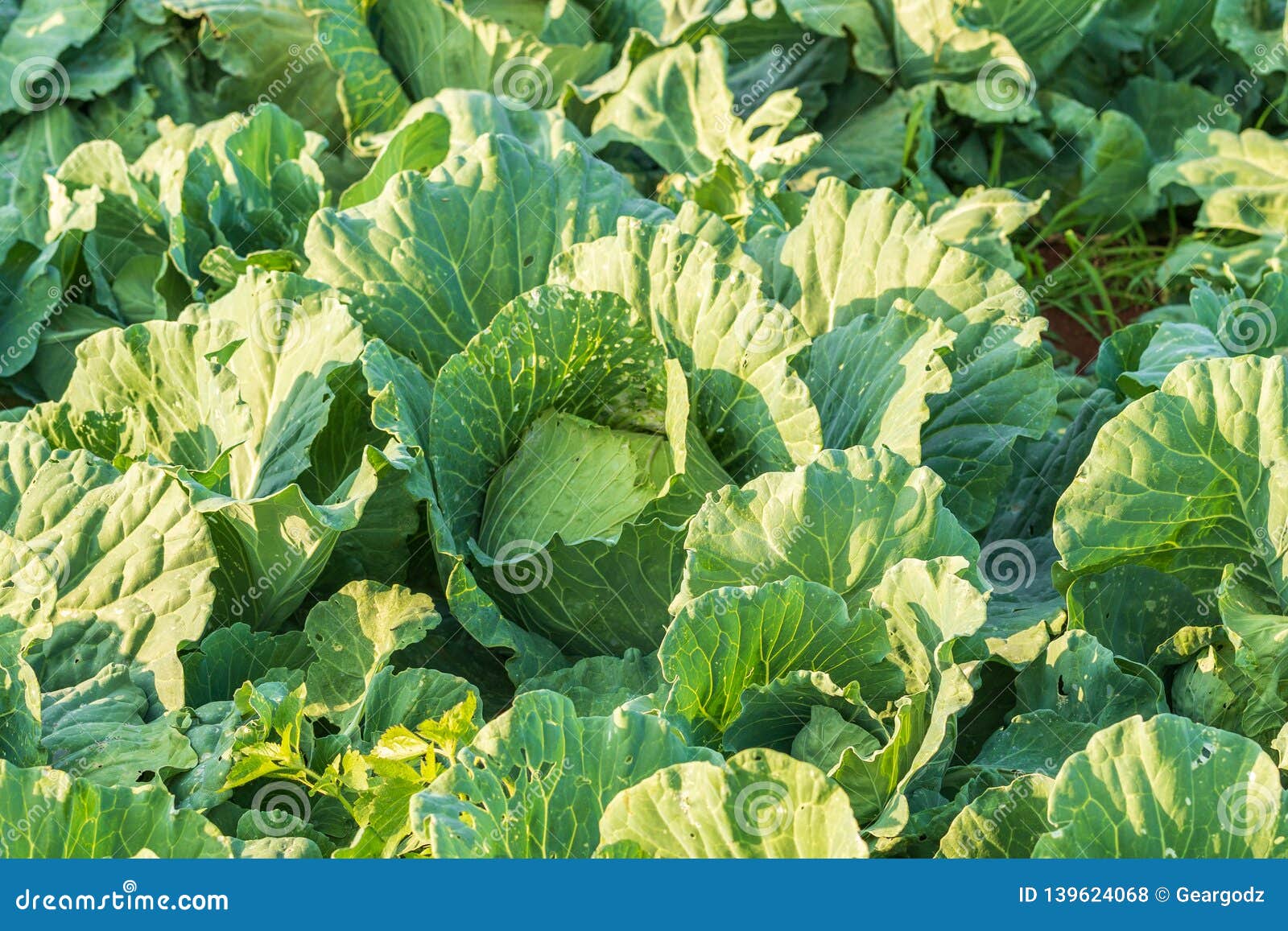 Big cabbage in farm stock photo. Image of freshness - 139624068