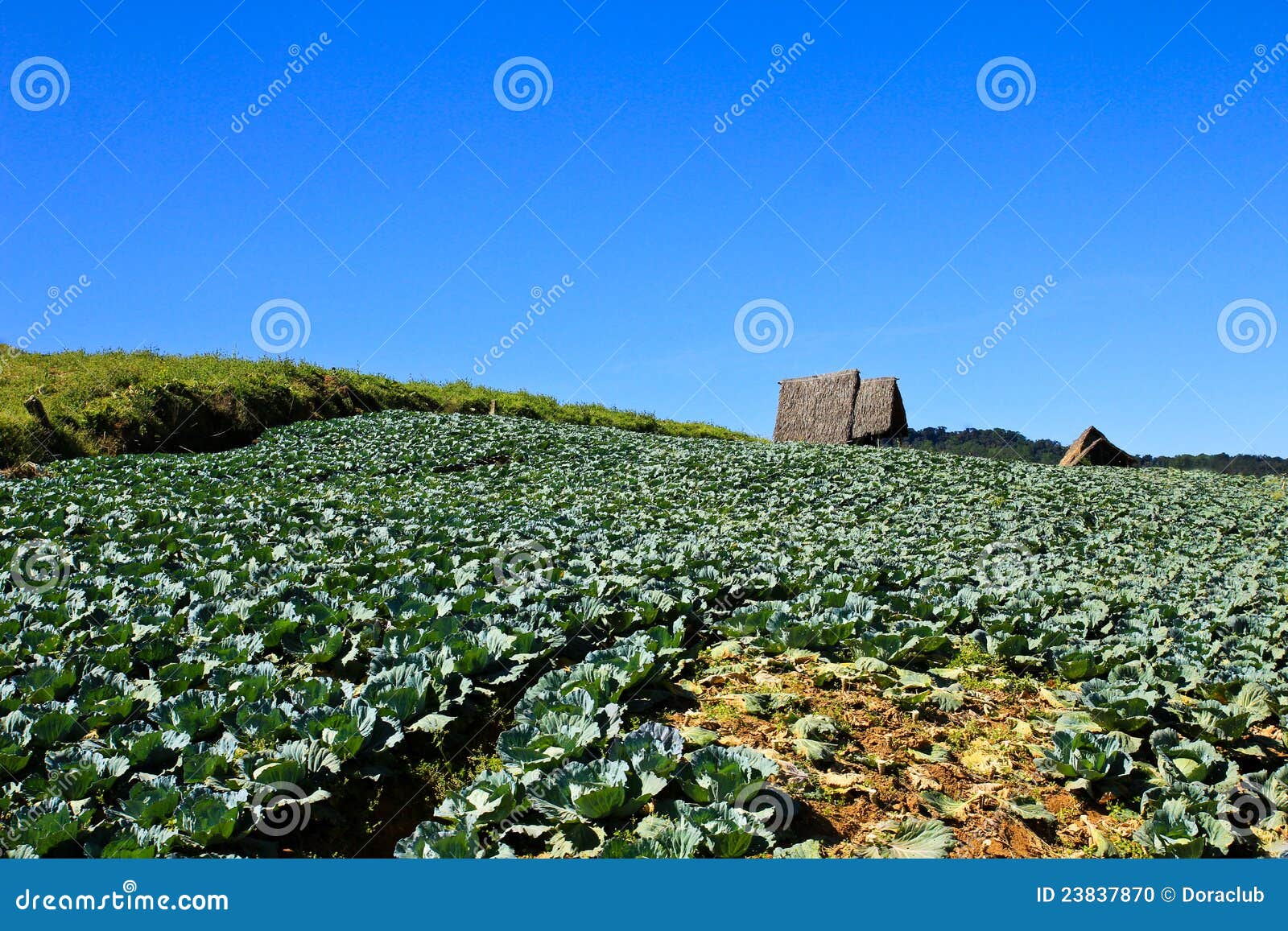 Big Cabbage Farm on the Mountain. Stock Photo - Image of nature ...