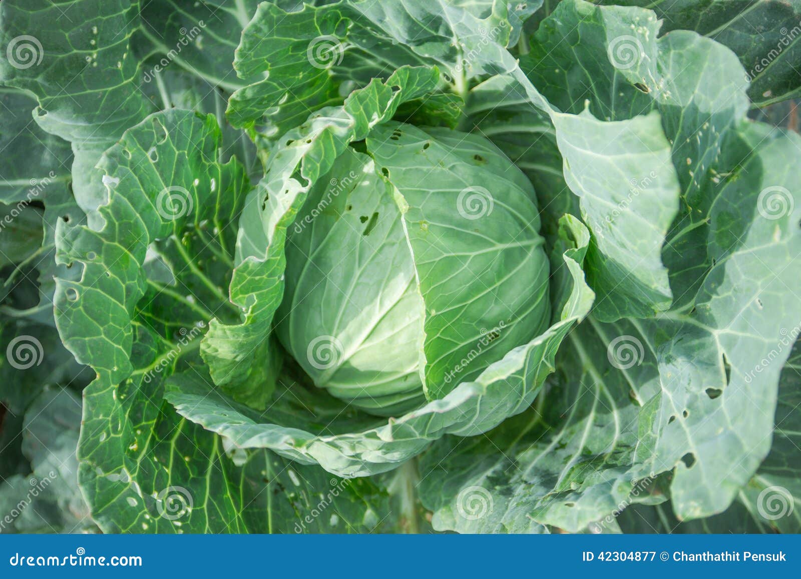 Big Cabbage stock image. Image of leaf, greenery, food - 42304877
