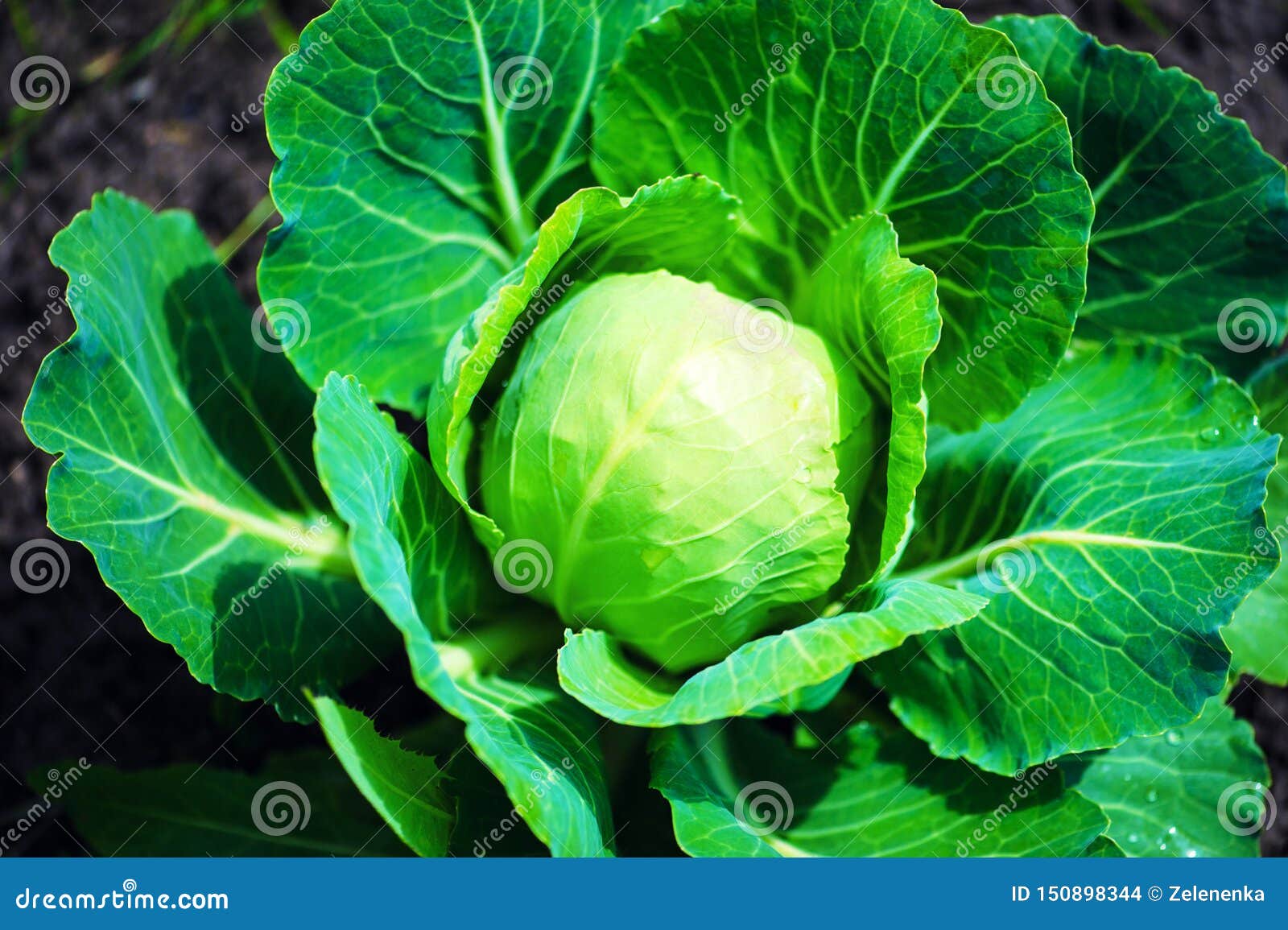 Big cabbage in the garden stock photo. Image of outdoor - 150898344