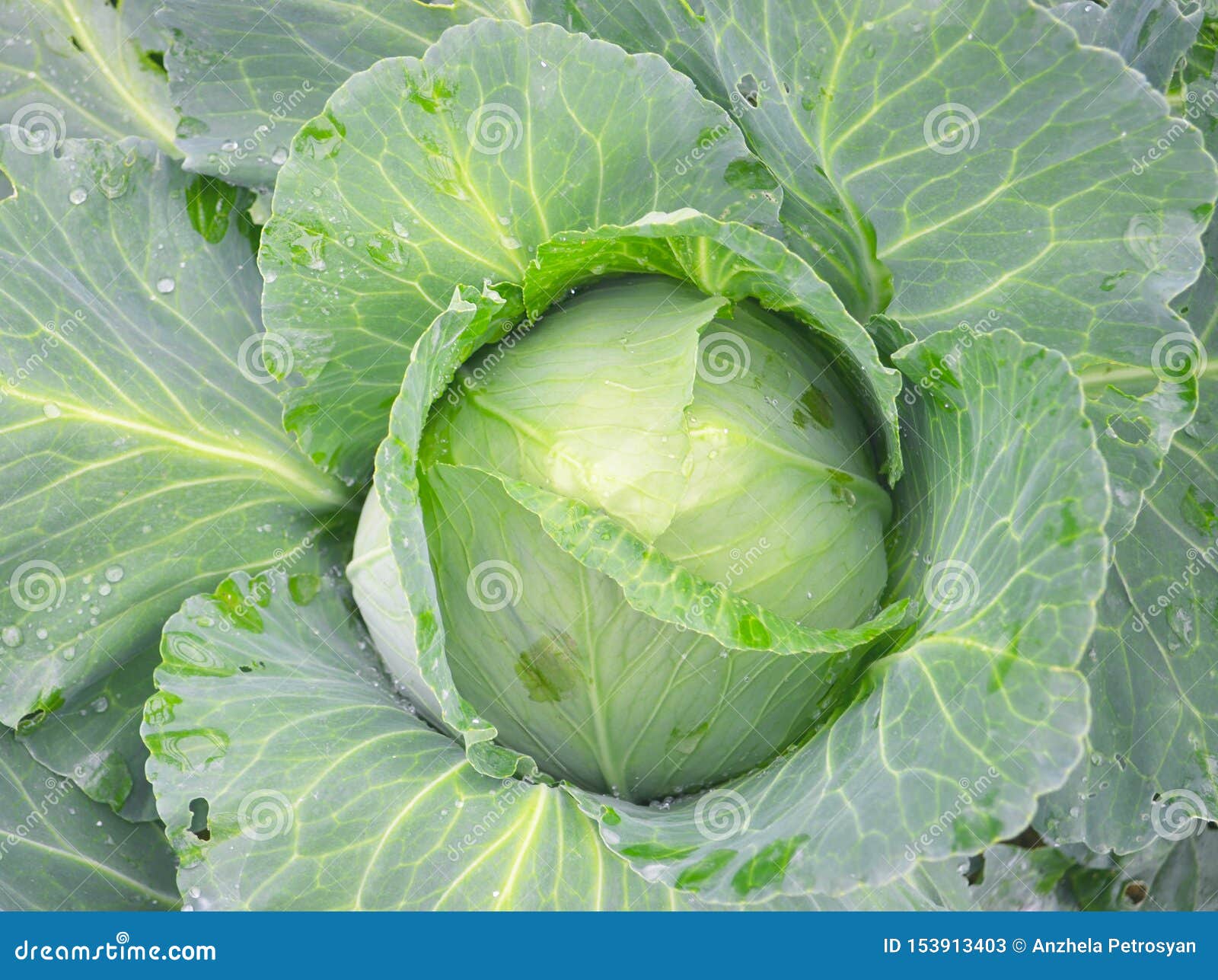 Big cabbage in the garden stock image. Image of health - 153913403