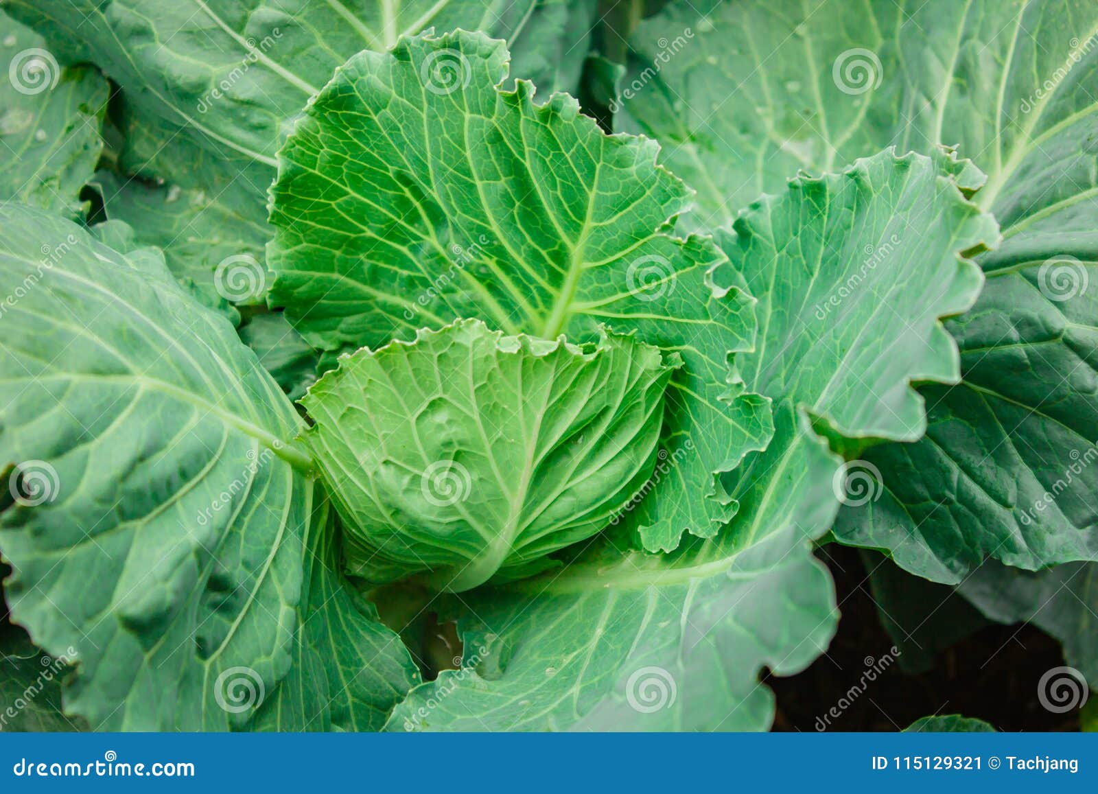 Big cabbage in the garden. stock image. Image of cabbage - 115129321