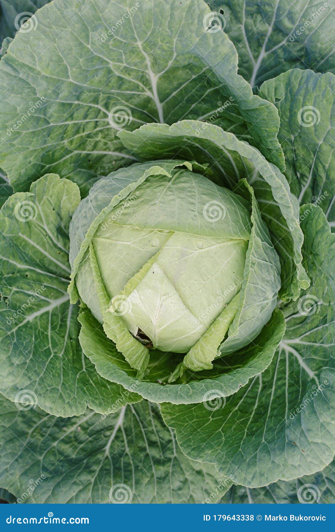 Big Cabbage in the Garden Close Stock Photo - Image of fresh, farming ...