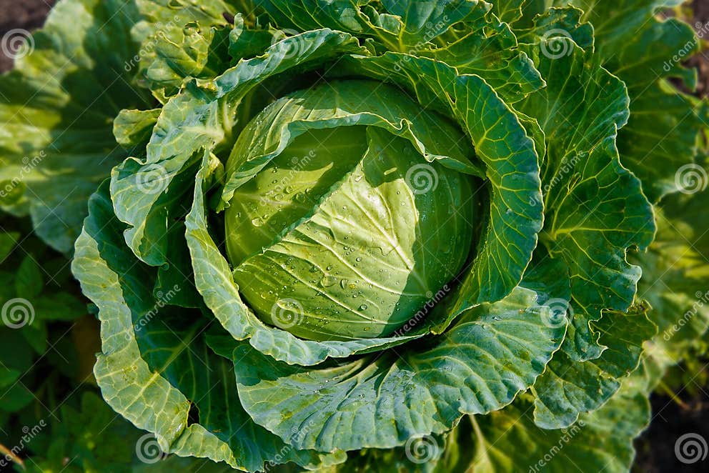 Big Cabbage in the Garden,fresh Kitchen Garden Cabbage Stock Photo ...