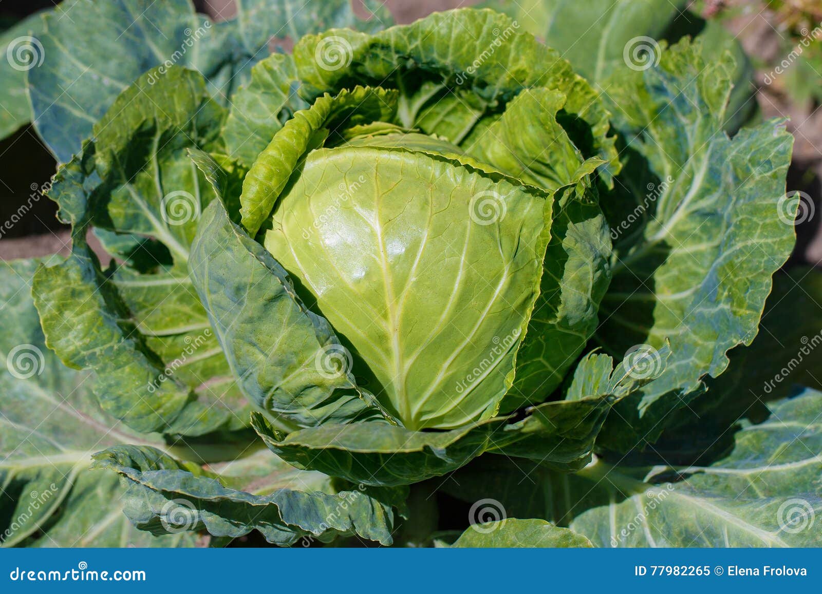 Big Cabbage in the Garden,fresh Kitchen Garden Cabbage Stock Image ...