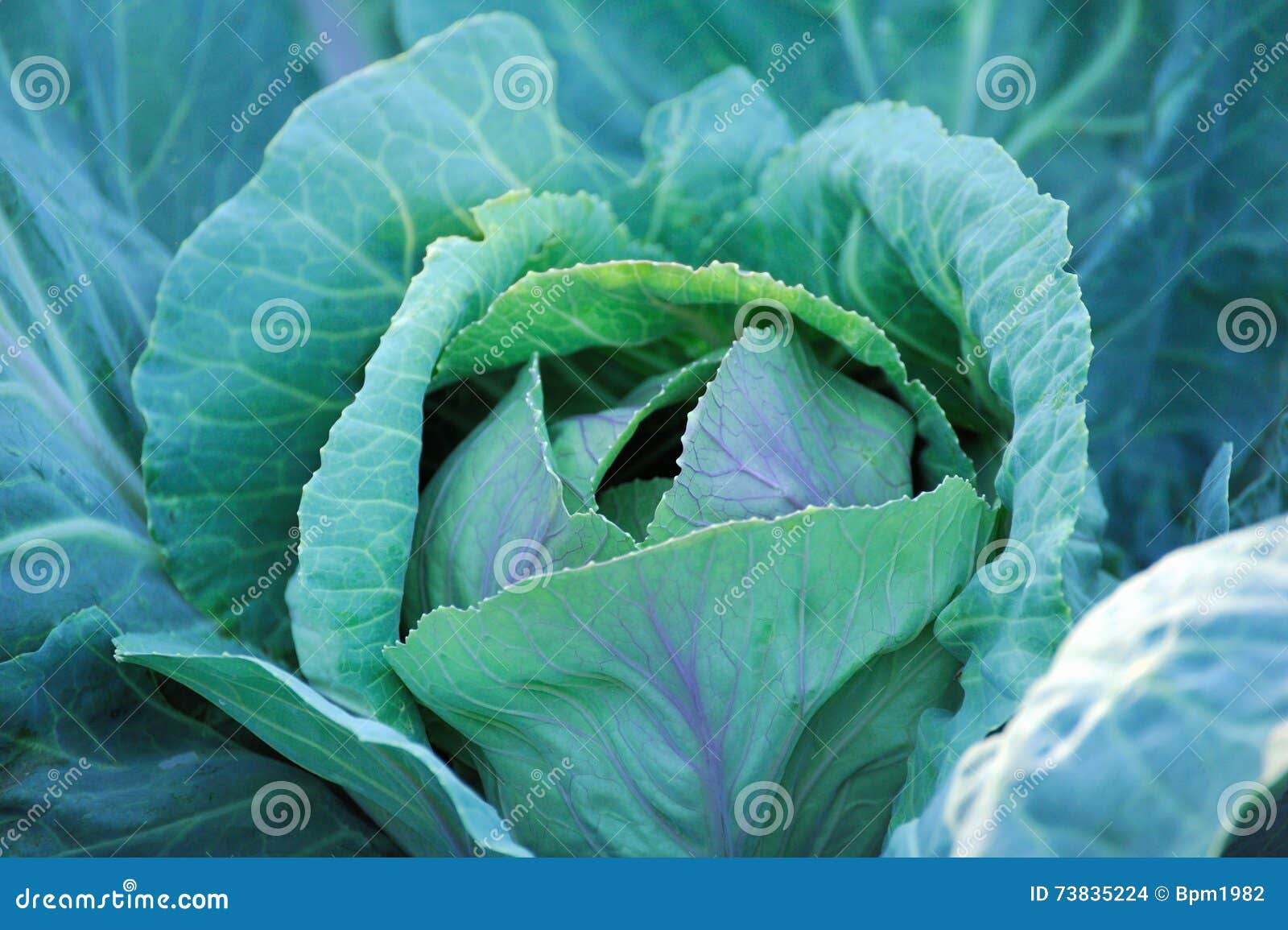 Big Cabbage in the Garden, Green Cabbage Texture, Fresh Cabbage ...