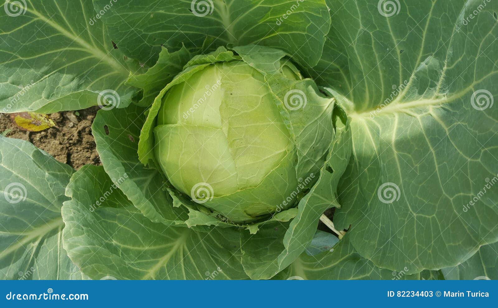 Big cabbage in the garden. stock image. Image of natural - 82234403