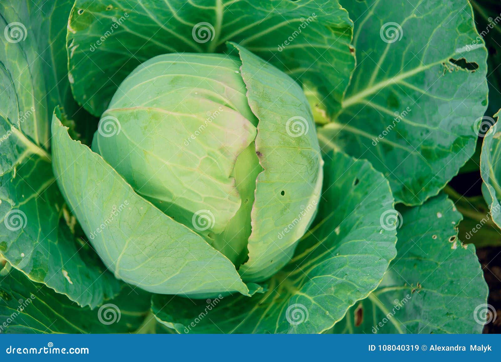 Soft Focus of Big Cabbage in the Garden Stock Image - Image of ...