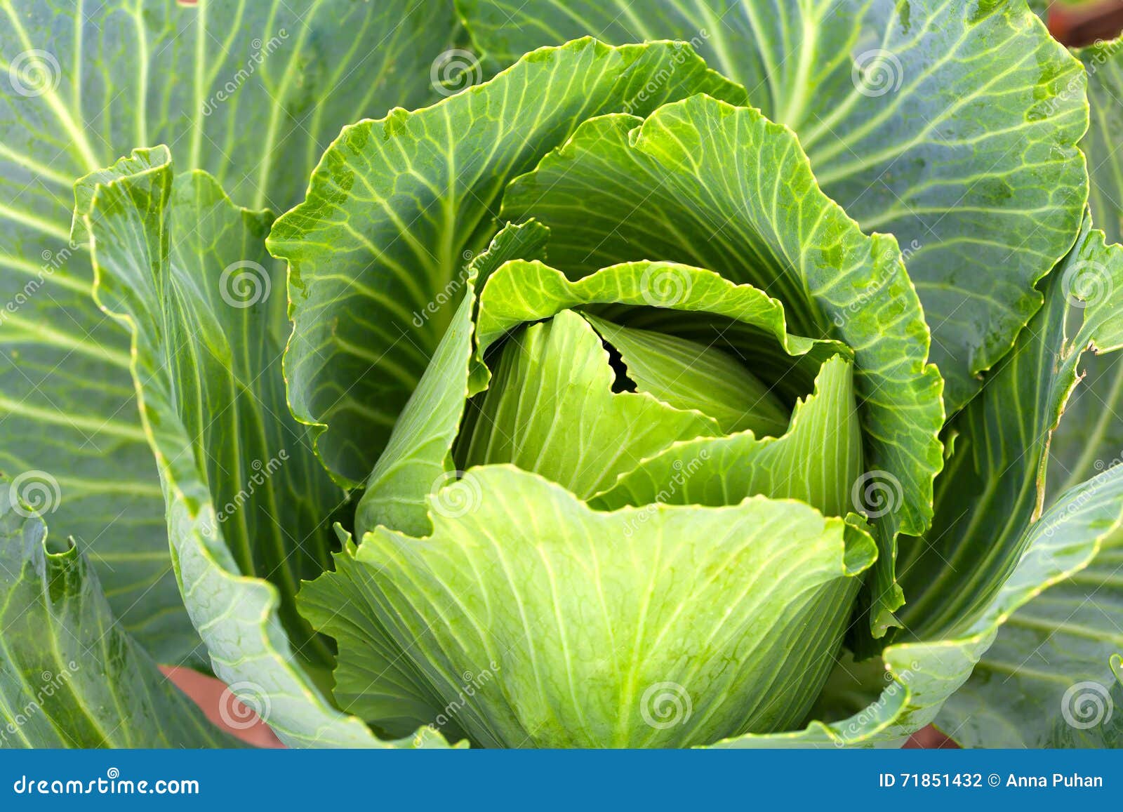 Big cabbage in the garden stock photo. Image of full - 71851432