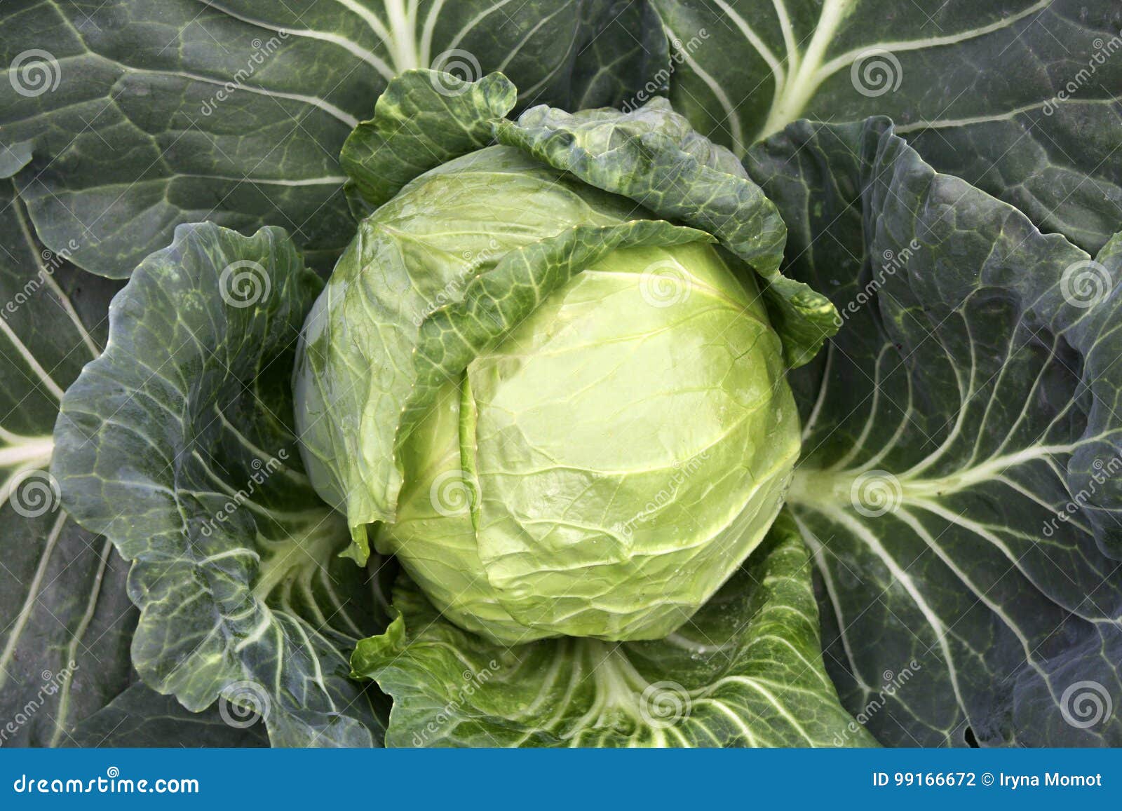 Cabbage stock photo. Image of gardening, organic, leaves - 99166672