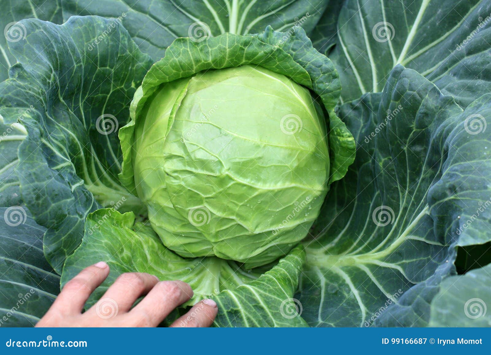 Cabbage stock image. Image of vegetables, color, diet - 99166687