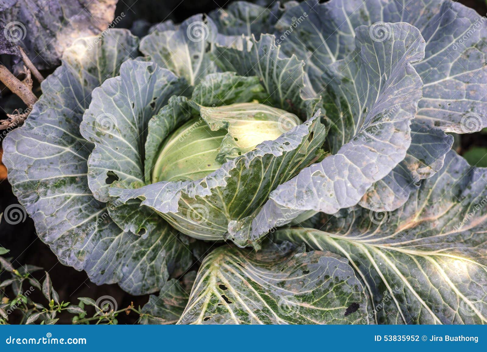 Big cabbage stock photo. Image of farm, organic, natural - 53835952