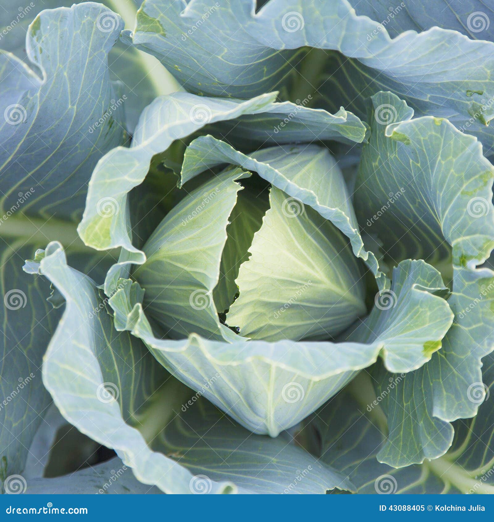 Big cabbage stock image. Image of nature, plant, leaves - 43088405