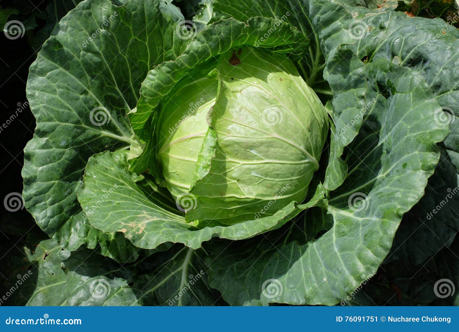 Big cabbage stock image. Image of harvest, dieting, salad - 76091751