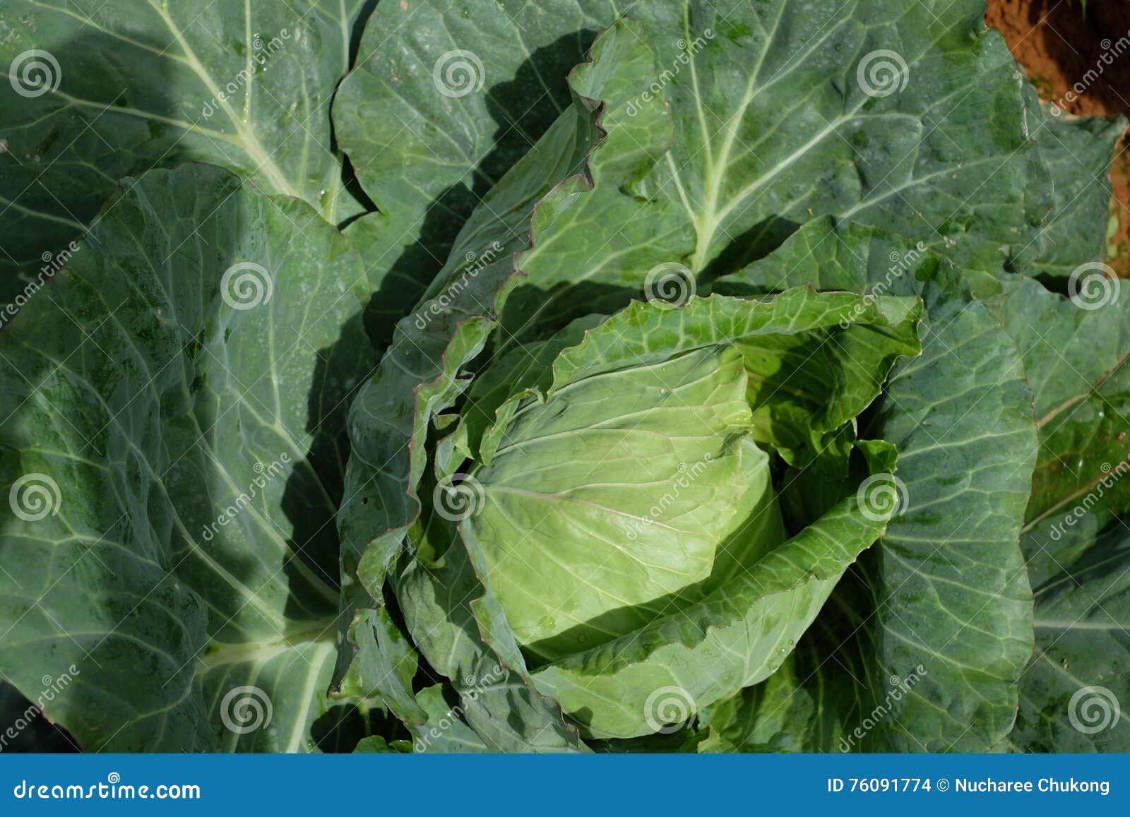 Big cabbage stock photo. Image of nature, organic, plant - 76091774