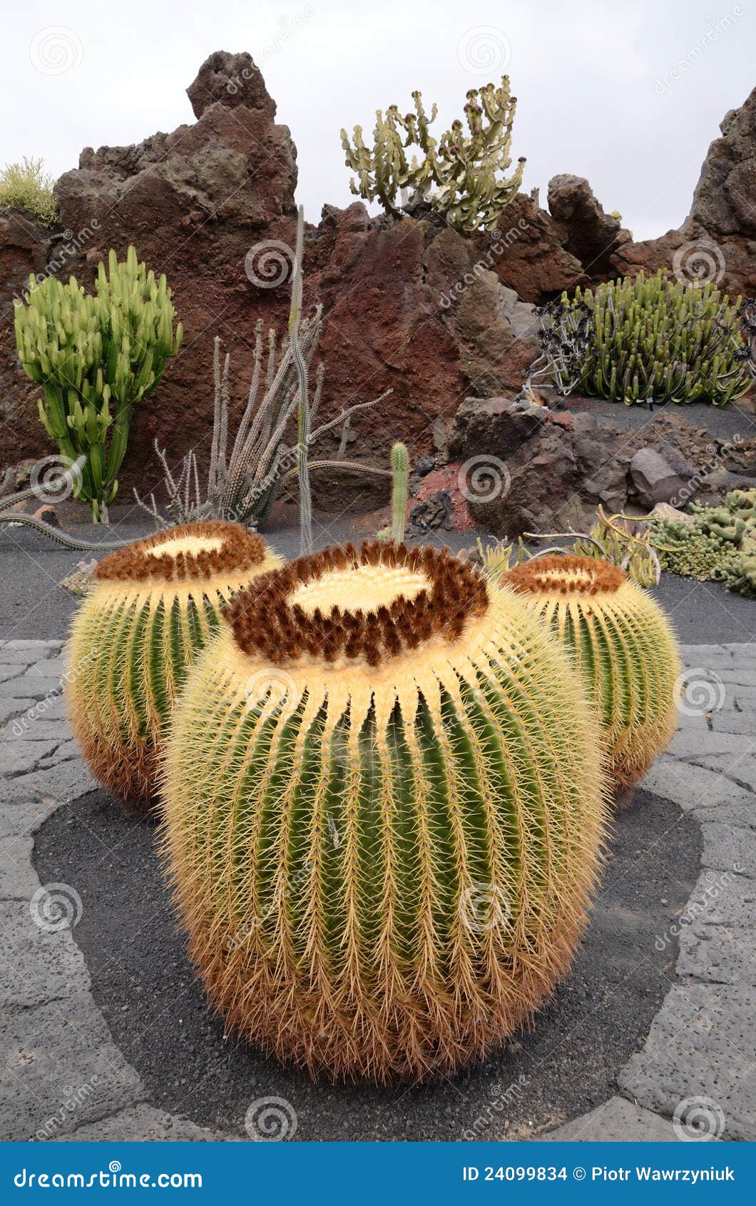 Big cacti stock photo. Image of cactus, climate, contrast - 24099834