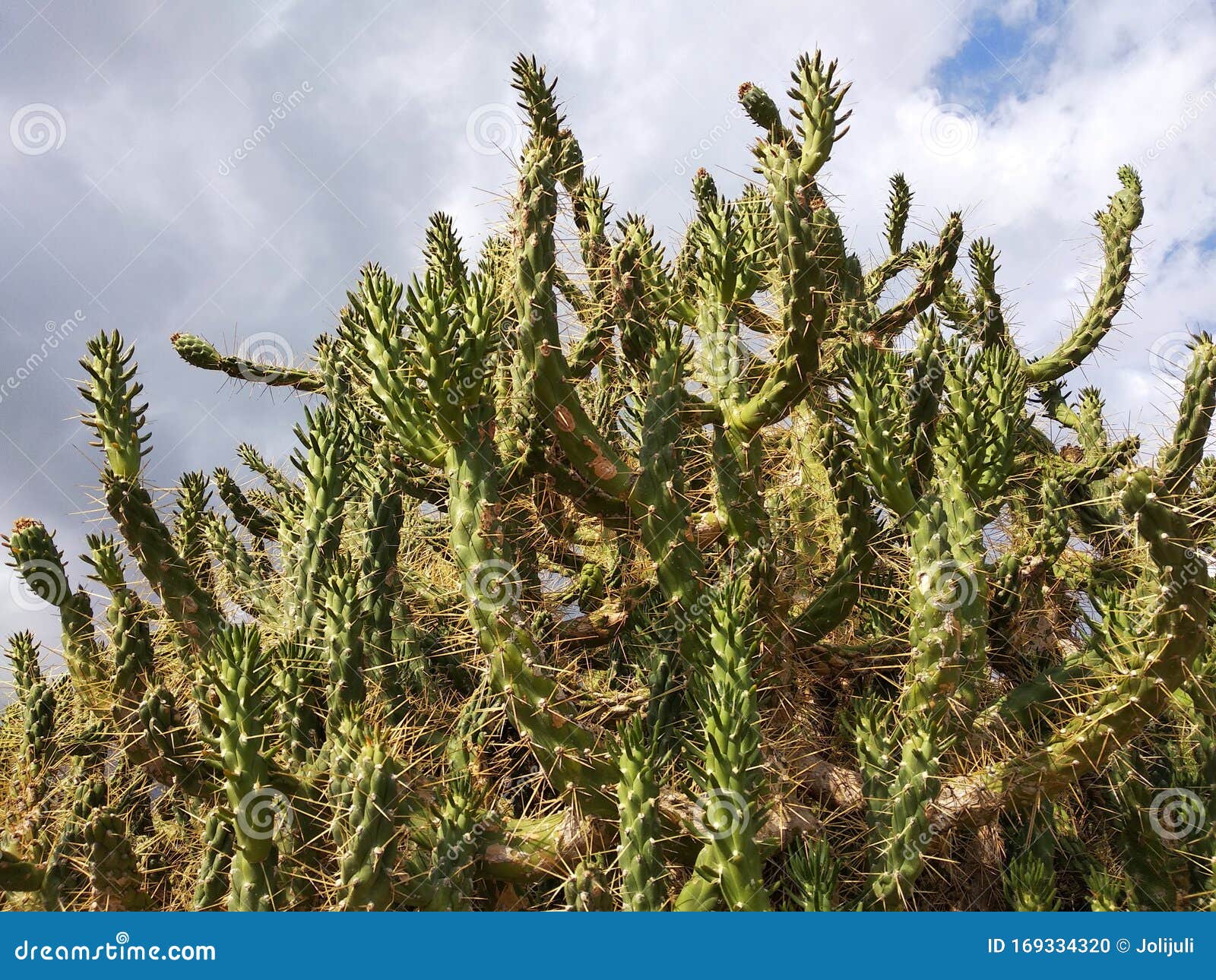 Big cactus stock photo. Image of sunlight, cactus, mediterranean ...