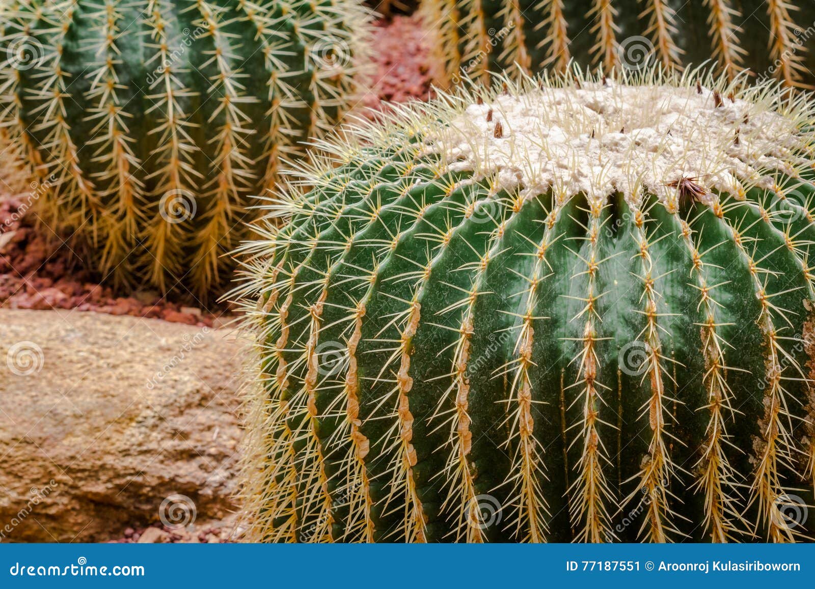 Big cactus circle shape stock image. Image of detail - 77187551