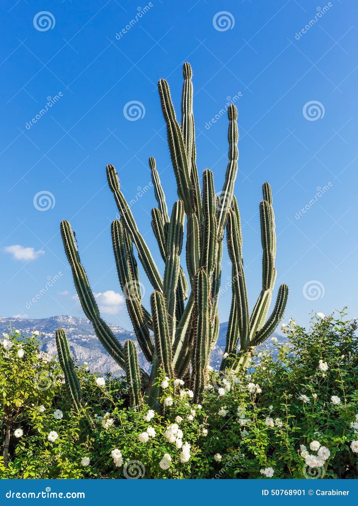 Big cactus stock image. Image of green, travel, valley - 50768901