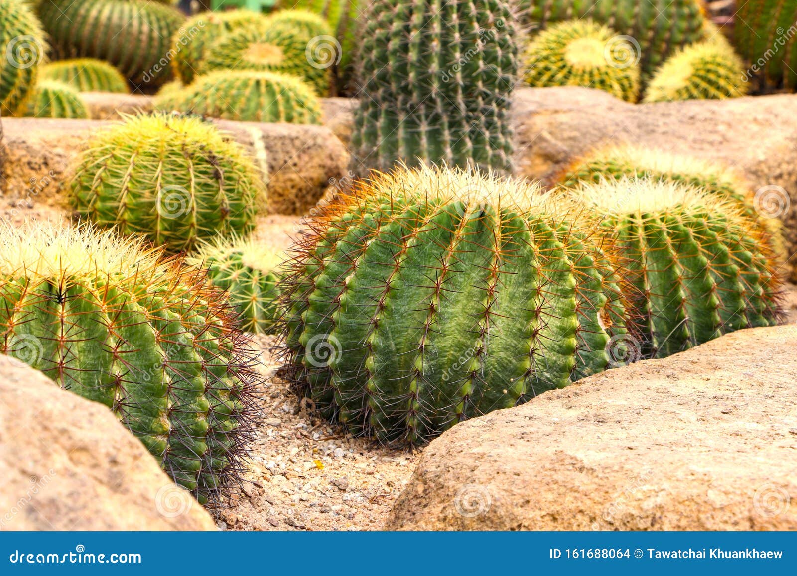 Big cactus in the garden stock photo. Image of desert - 161688064