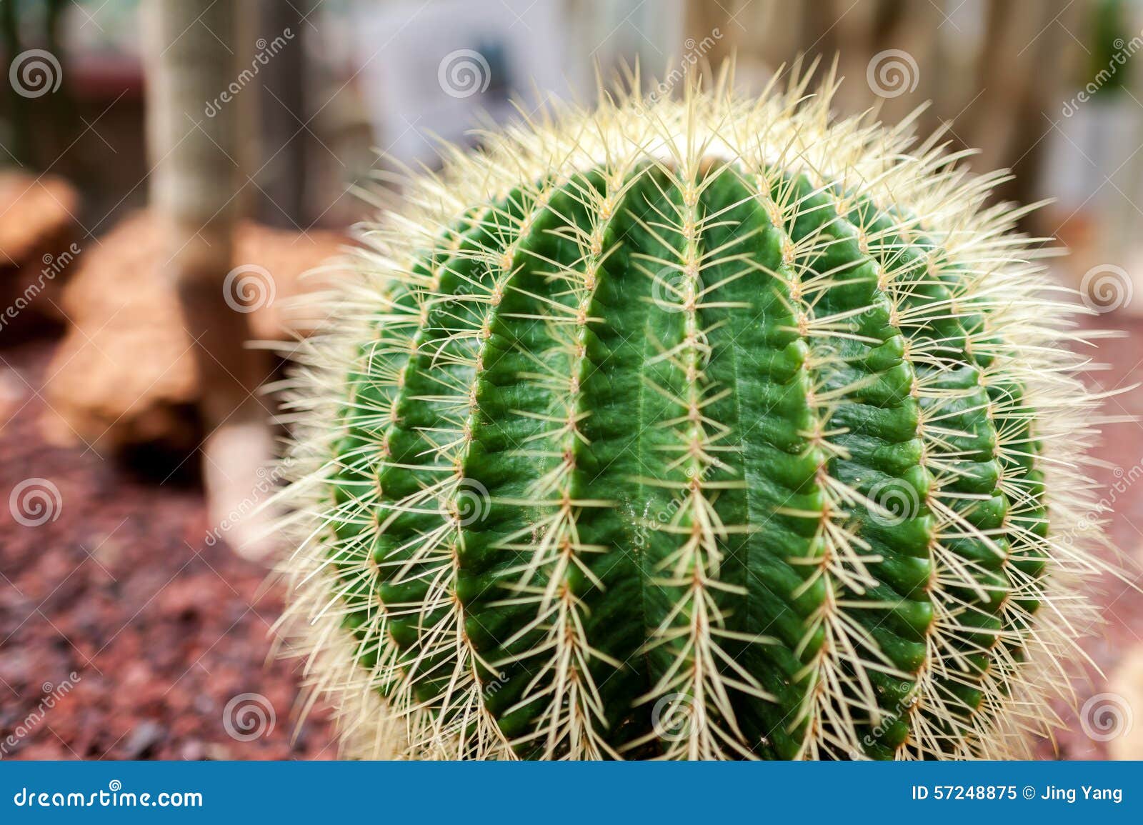 A big cactus head stock image. Image of head, rocks, wollongong - 57248875