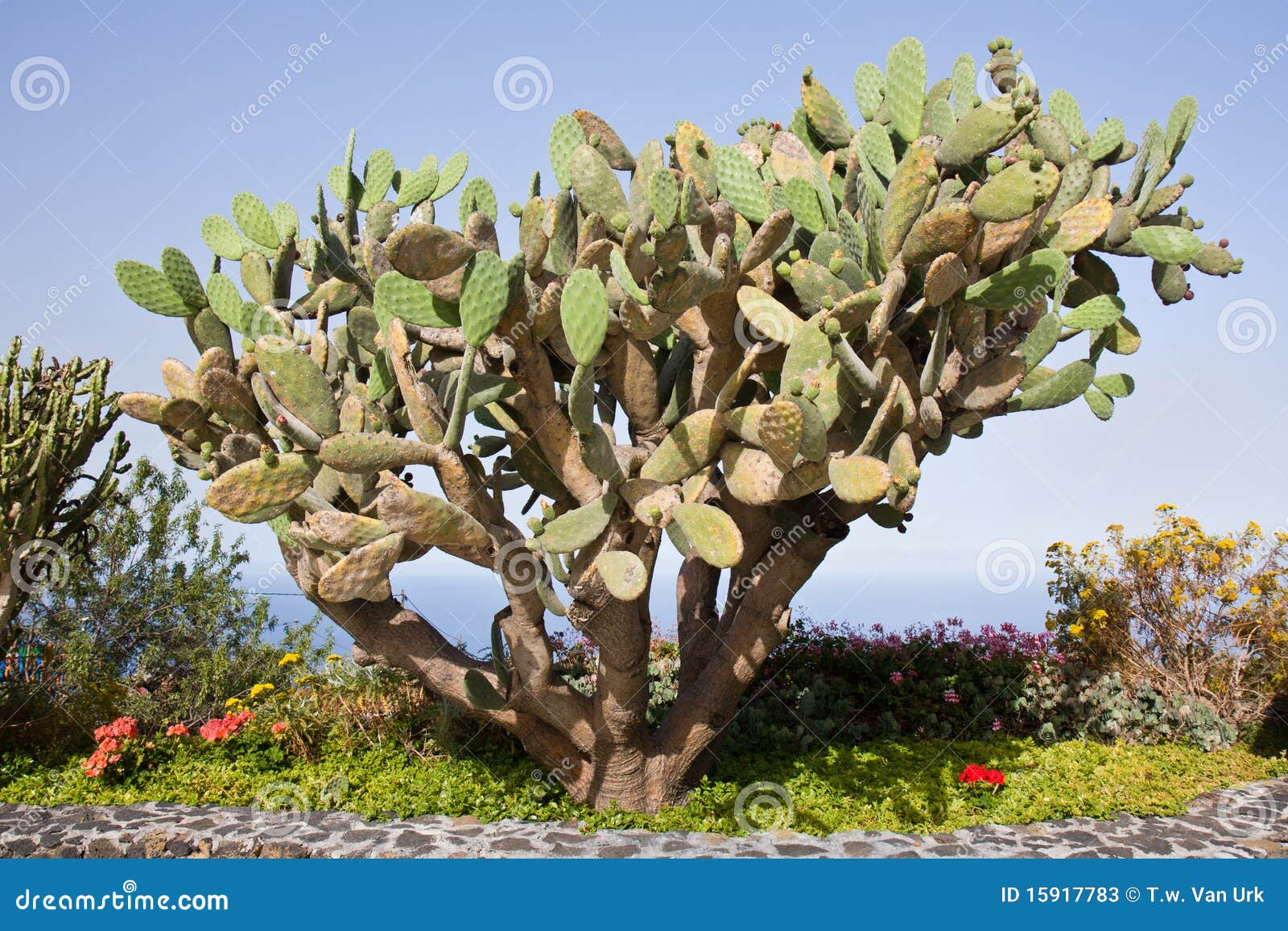 Big Cactus at La Palma, Spain Stock Image - Image of floral, needle ...