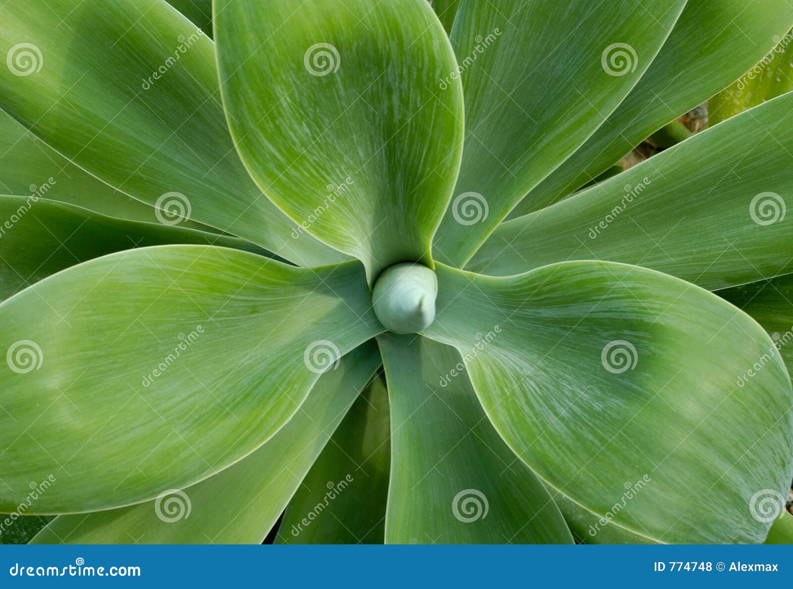 Big cactus leaves close-up stock photo. Image of botanical - 774748