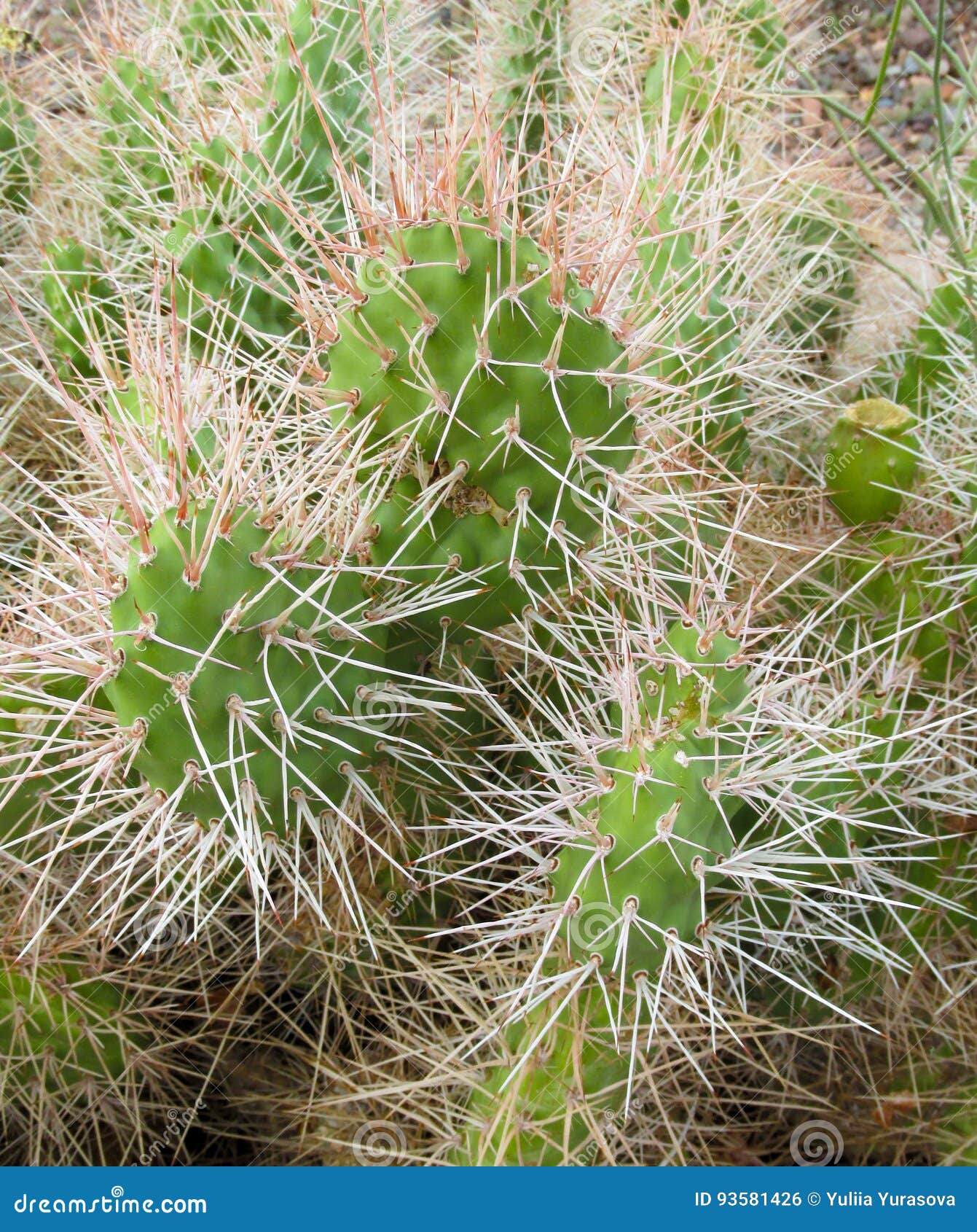 Big cactus needles stock photo. Image of long, ecological - 93581426
