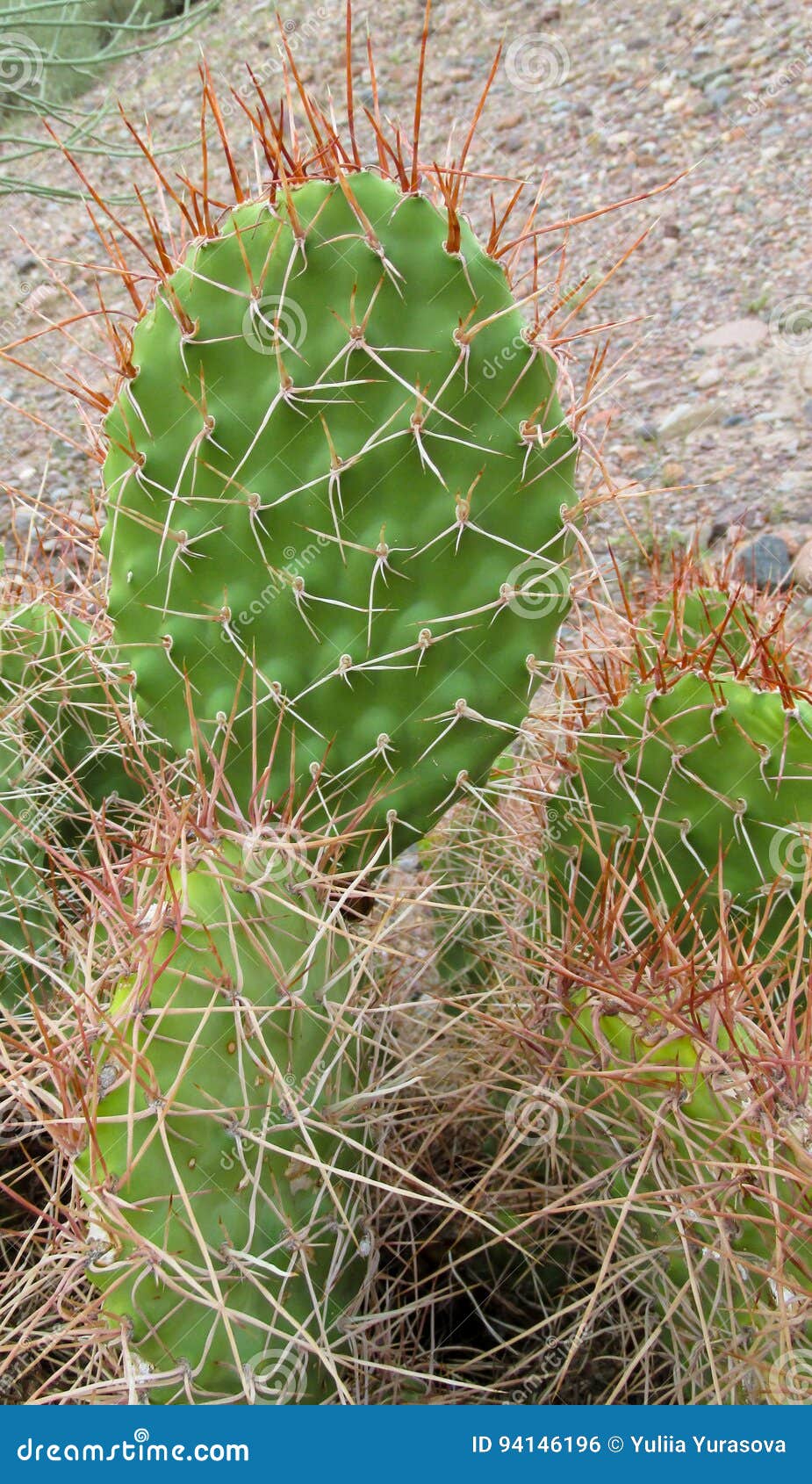 Big cactus needles stock photo. Image of leaf, herb, color - 94146196