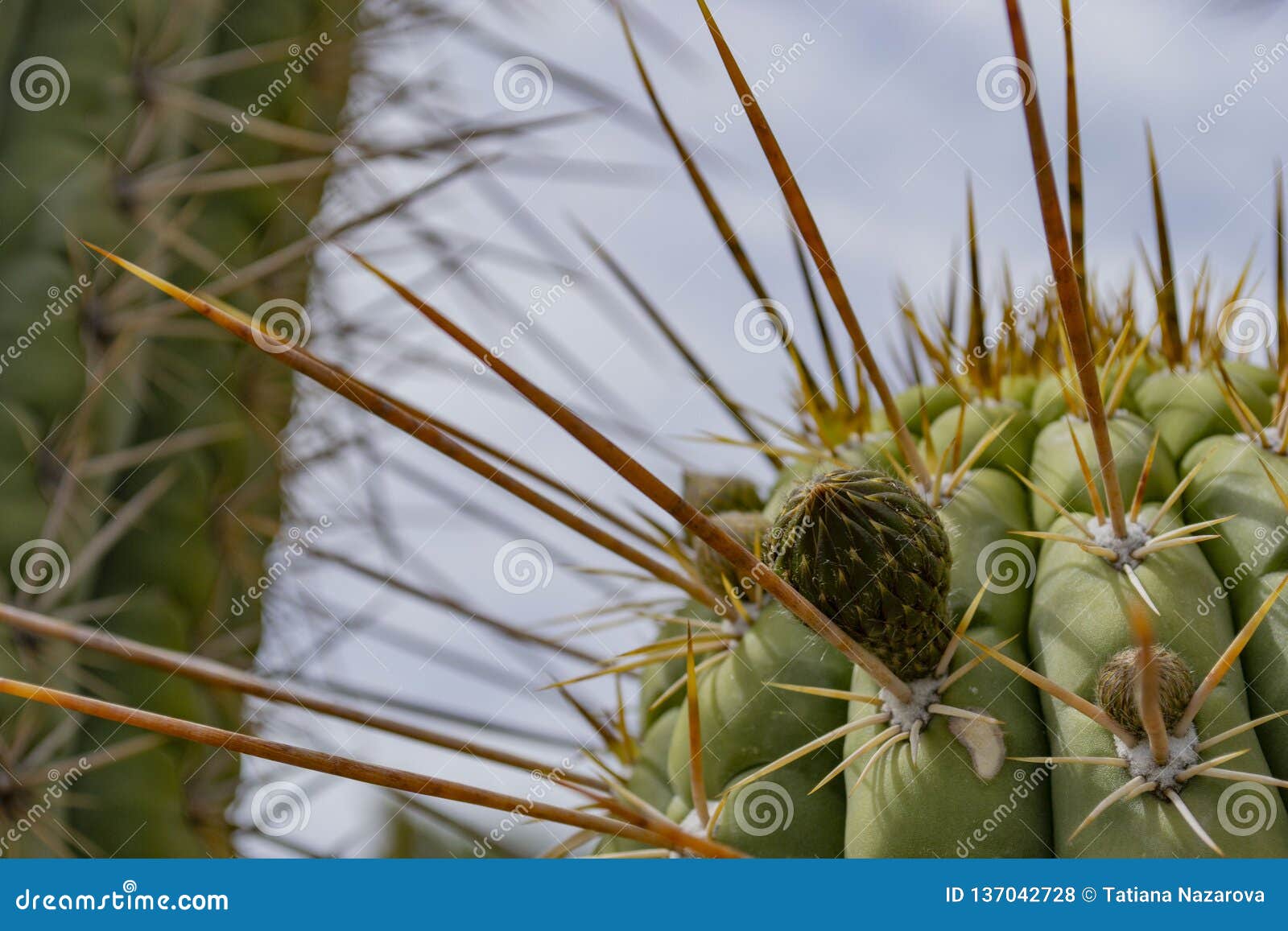 Big cactus needles stock photo. Image of nascent, nature - 137042728