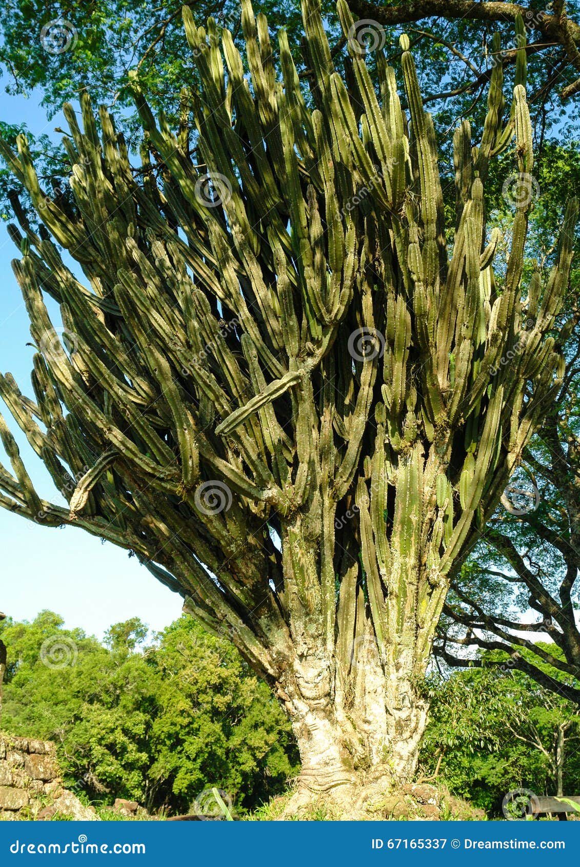 Big cactus stock image. Image of floral, sharp, outdoor - 67165337