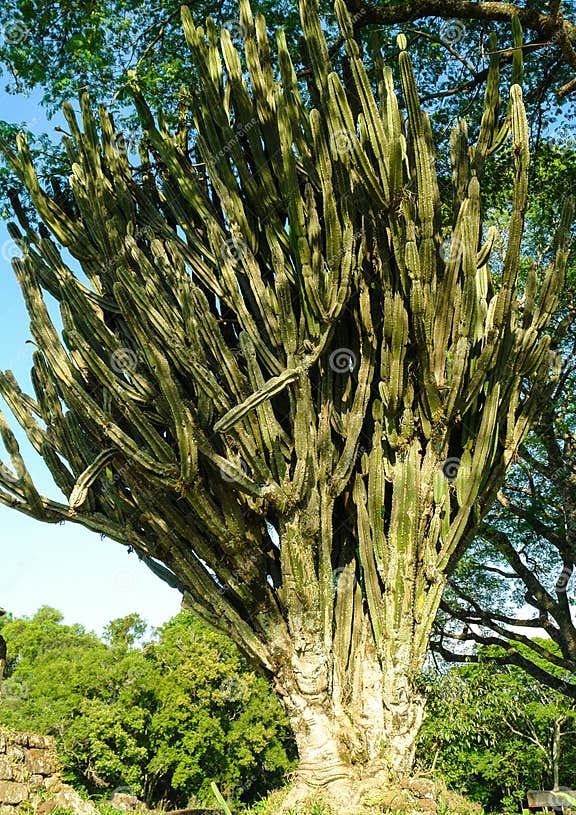 Big cactus stock image. Image of floral, sharp, outdoor - 67165337