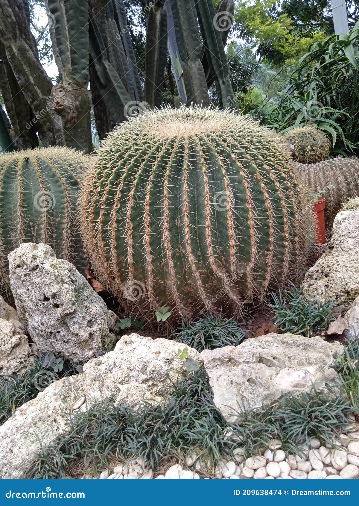 Big Cactus stock photo. Image of green, garden, park - 209638474
