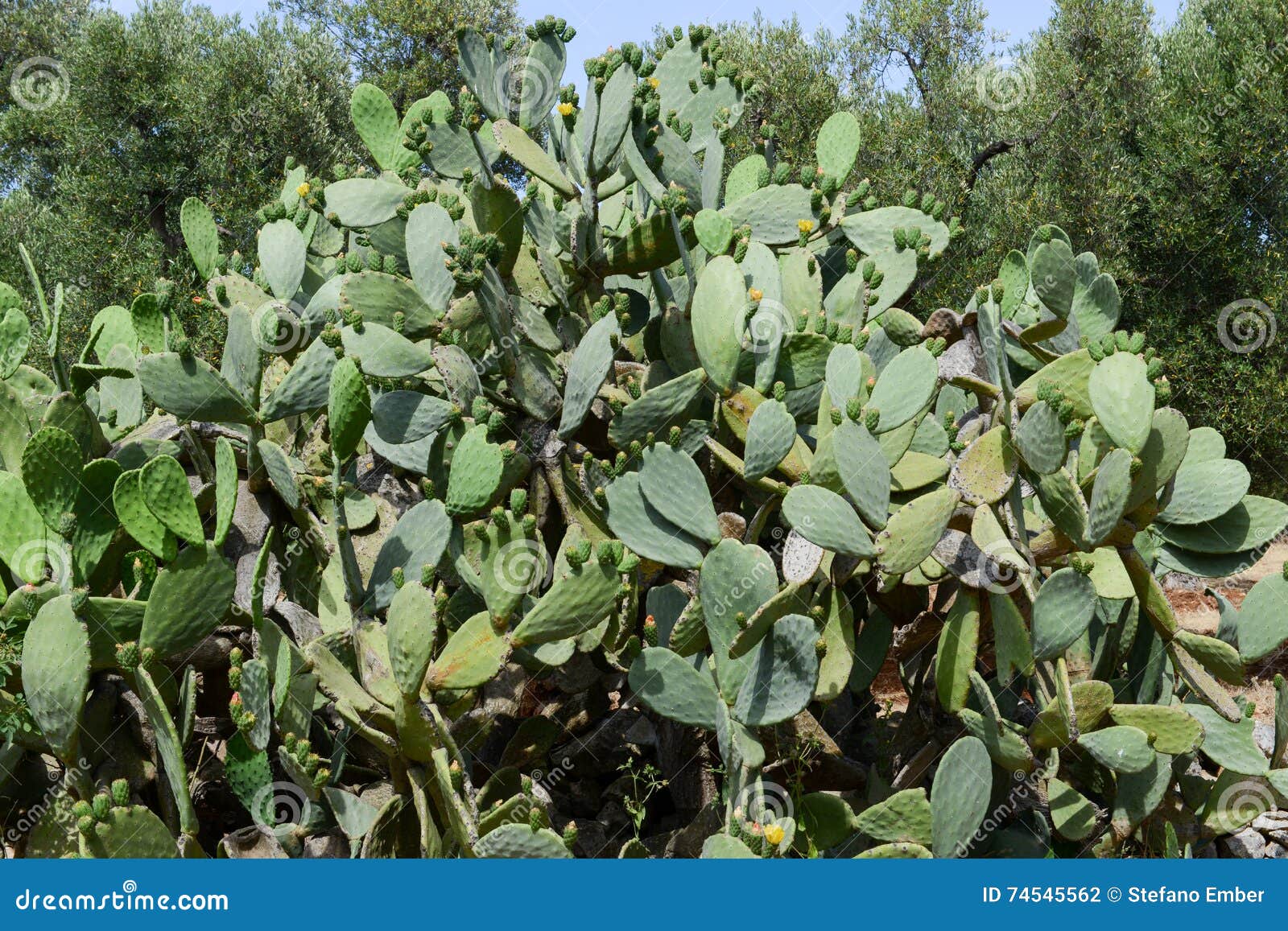Big Cactus Tree in Salento on Puglia Stock Photo - Image of botanical ...