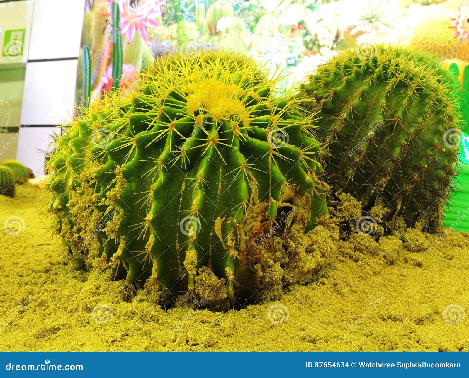 Big cactus. stock photo. Image of nature, display, cacti - 87654634