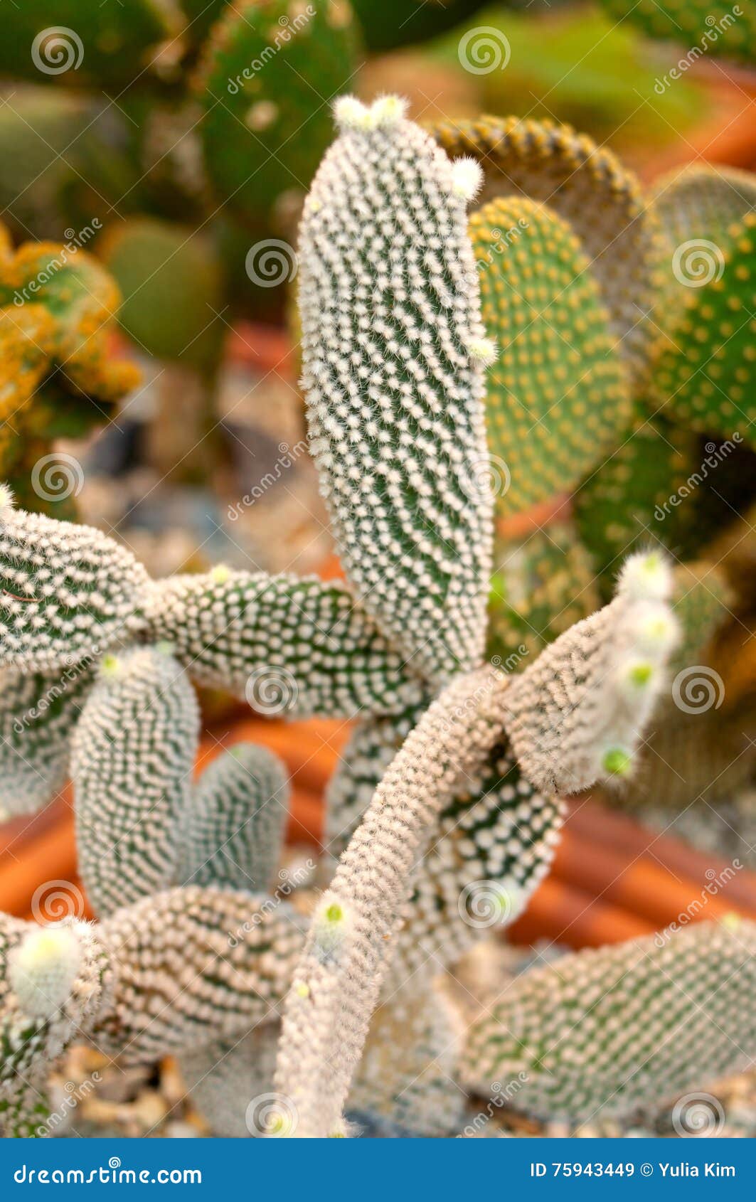 Big Cactus with White Round Thorns Stock Image - Image of beautiful ...