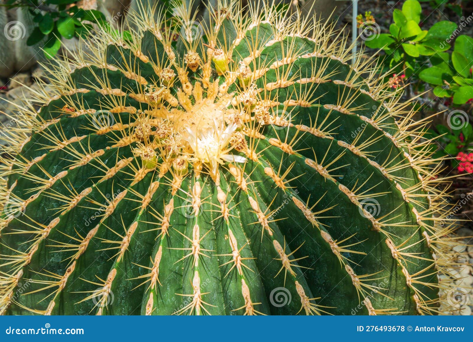 Big Cactus with Yellow Spines, Top View Stock Photo - Image of green ...