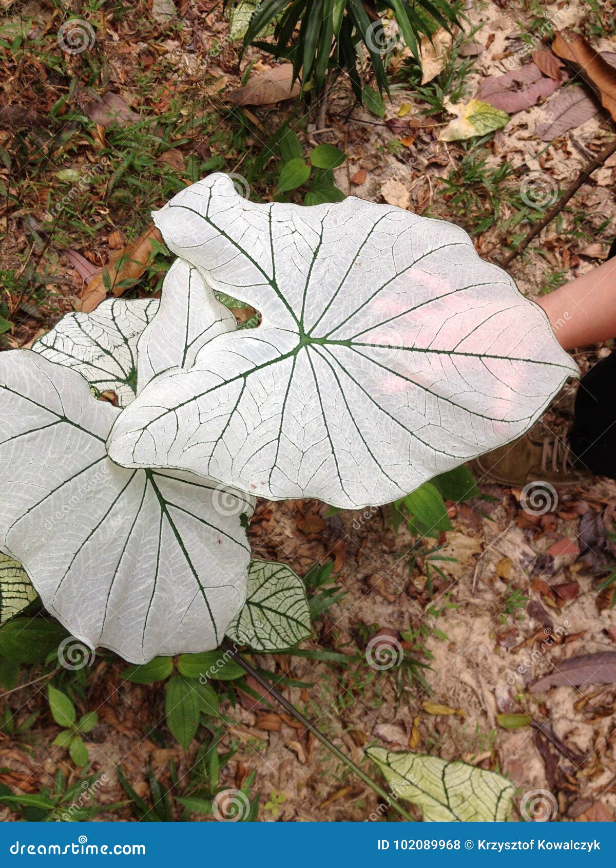 Caladium Allure leaf stock photo. Image of allure, green - 102089968