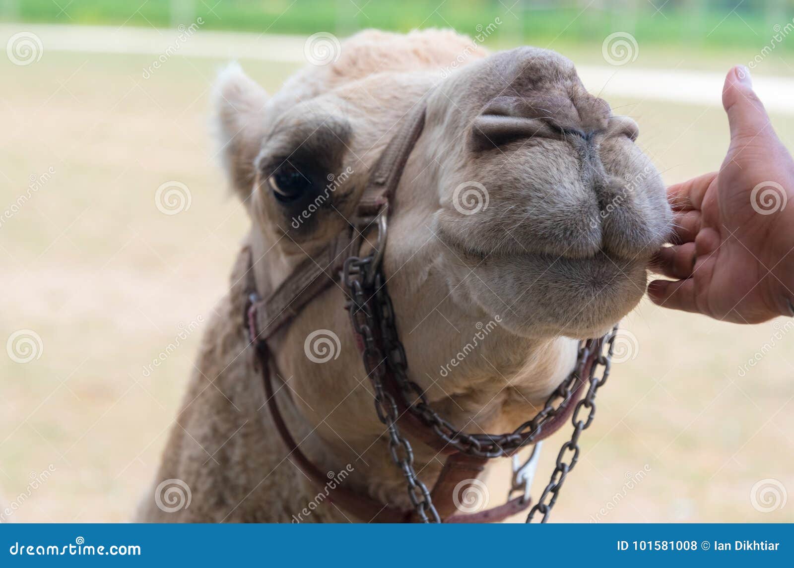 Big Camel on a Country Safari Farm Stock Photo - Image of game, garden ...