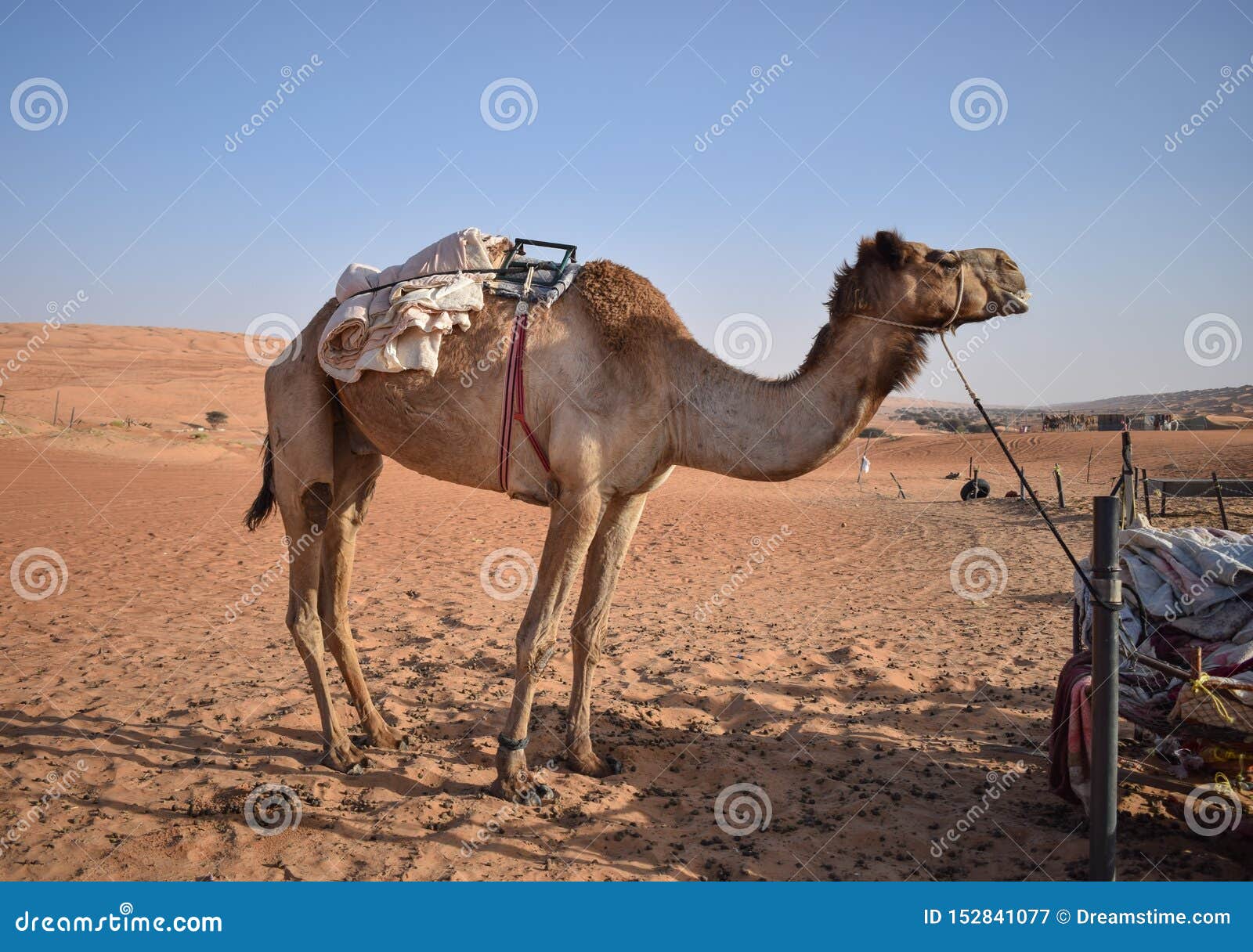 Big camel in the desert stock image. Image of egypt - 152841077