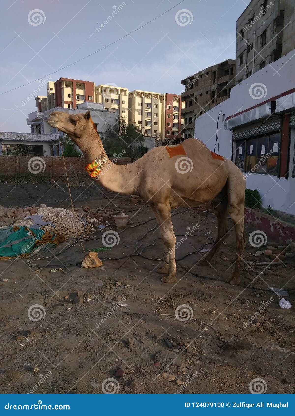 A Big Camel stock photo. Image of grazing, camel, outside - 124079100
