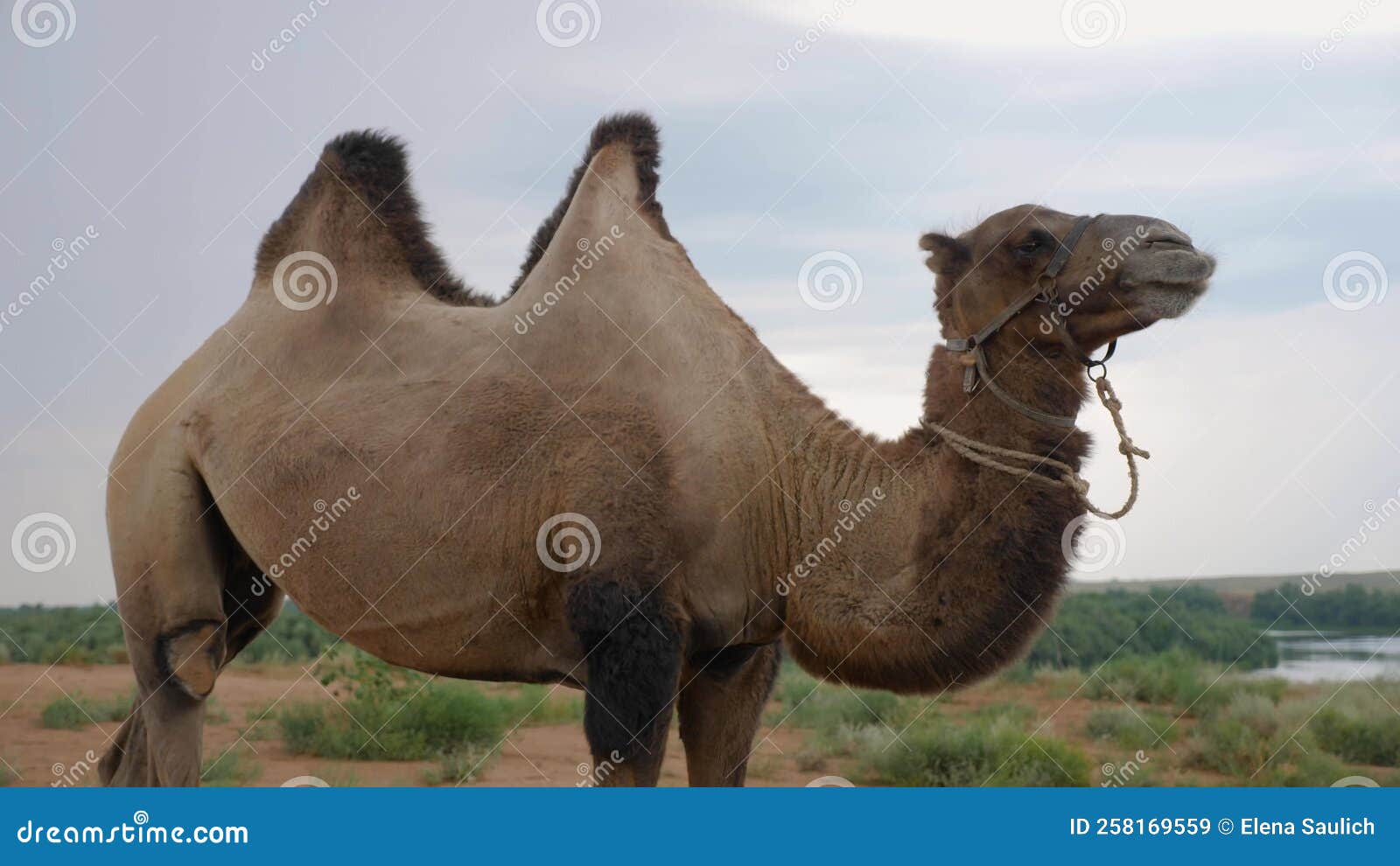 Big Camel Stands in a Field in Summer and Eats Grass. Stock Video ...