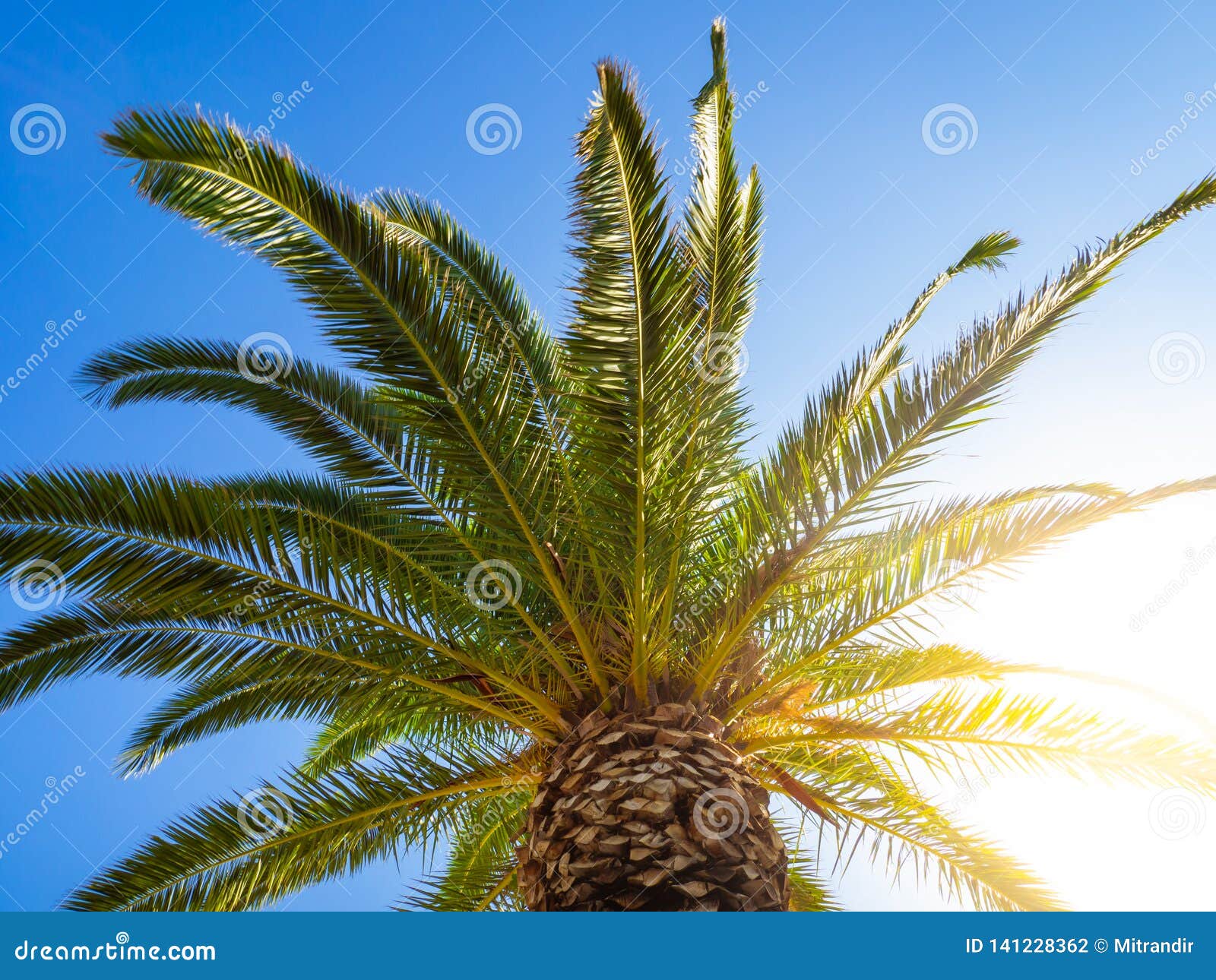 Big Canopy of a Palm Tree with Sun Shining Bright through it Stock ...