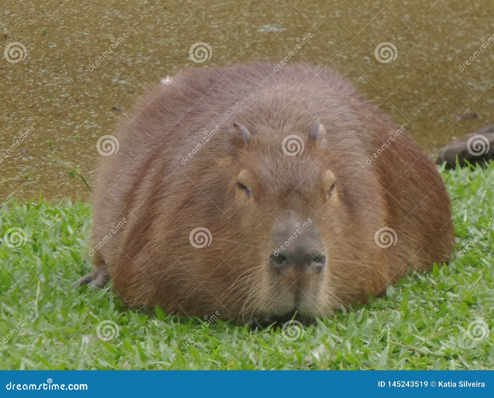 Fat capybara stock image. Image of grass, lying, park - 145243519