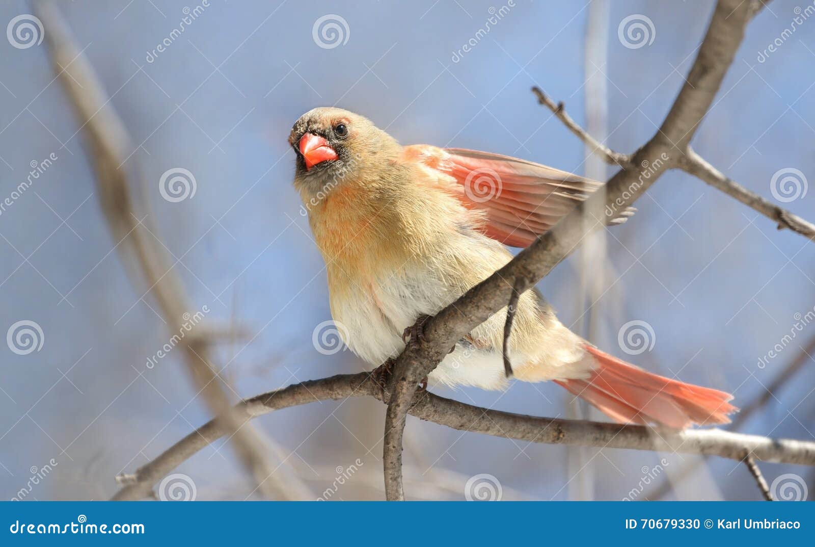 Big cardinal stock photo. Image of beauty, wild, quebec - 70679330