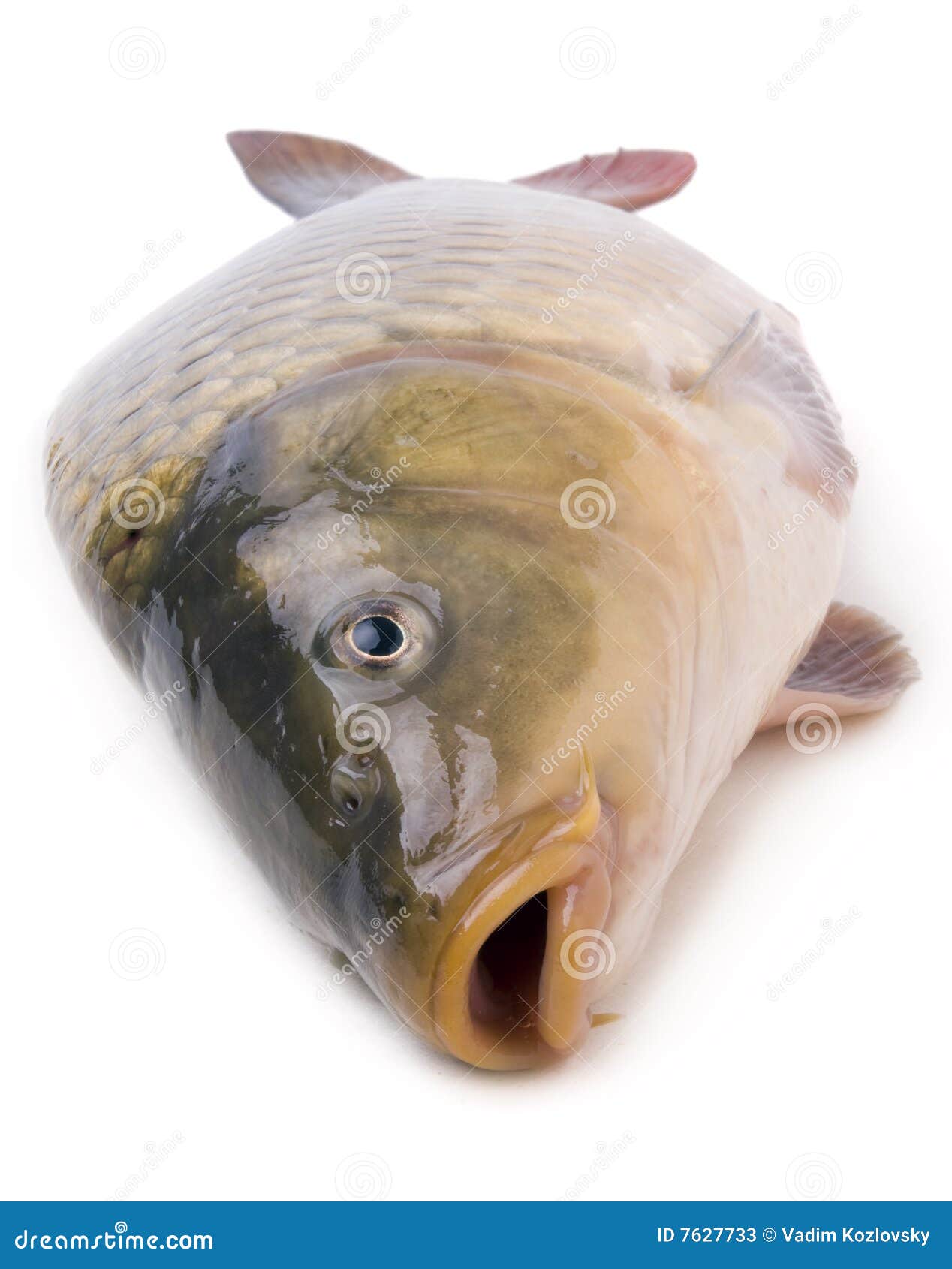 Big carp stock image. Image of fillet, meat, seafood, diets - 7627733