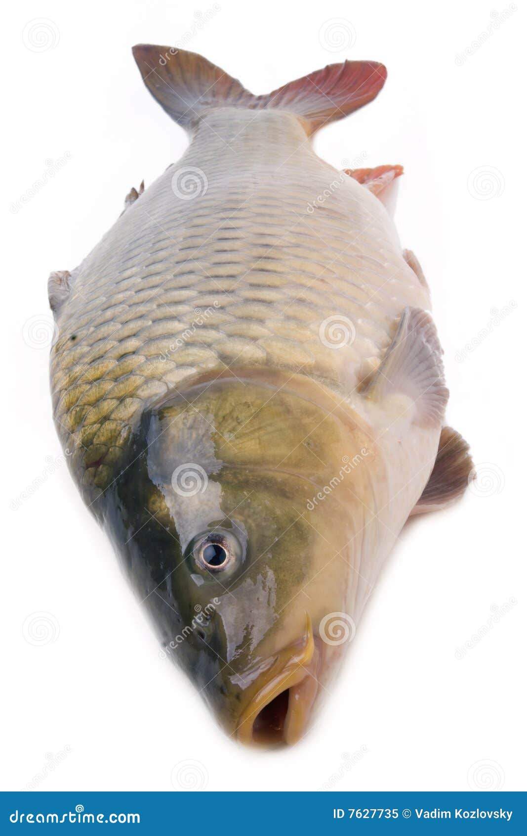 Big carp stock image. Image of isolated, delicious, snout - 7627735